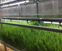 China Container House for Leafy Vegetable Cultivation Hydroponics Cultivation Technology for sale