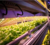 China Container House for Leafy Vegetable Cultivation Hydroponics Cultivation Technology for sale