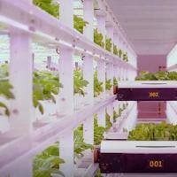 China Multi-Span Container Greenhouse JX-CG-12 for Leafy Vegetables within Your Budget for sale