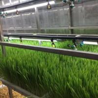 China Multi-Span Container Greenhouse JX-CG-12 for Leafy Vegetables within Your Budget for sale