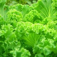 China Multi-Span Container Greenhouse JX-CG-12 for Leafy Vegetables within Your Budget for sale