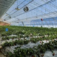 China Vegetable Film Flower Planting Greenhouse with Drip Irrigation and Plastic Sheet Cover for sale