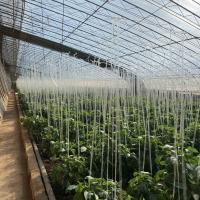 China Vegetable Film Flower Planting Greenhouse with Drip Irrigation and Plastic Sheet Cover for sale
