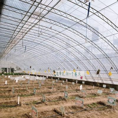 China Maximize Your Produce Yield with this Large Hydroponics Vegetable Sunlight Greenhouse for sale