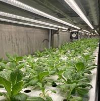 China US Currency Intelligent Temperature Control Roofing Sheet Leafy Vegetable Container House for sale