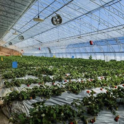 China 30-Day Return Guarantee Vegetable Sunlight Greenhouse Sparay Irrigation System 100.000kg for sale
