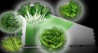 China Juxiang 40hq Reefer Container Greenhouse Shipping Cost and Estimated Delivery Time for sale
