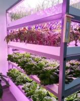 China Juxiang 40hq Reefer Container Greenhouse Shipping Cost and Estimated Delivery Time for sale