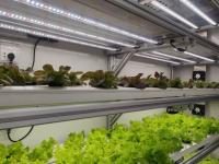 China Juxiang 40hq Reefer Container Greenhouse Shipping Cost and Estimated Delivery Time for sale