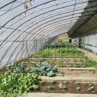China Customized Request Sunlight Greenhouse Hydroponics Growing System for Flower Planting for sale