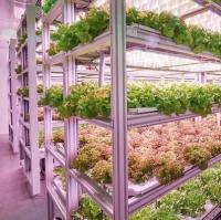 China US 9.99/Piece JX-H0032 Vertical Hydroponic Shipping Container Greenhouse for Vegetables for sale