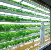 China US 9.99/Piece JX-H0032 Vertical Hydroponic Shipping Container Greenhouse for Vegetables for sale