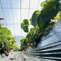 China Package Gross Weight 100.000kg JX-A00215 Hydroponics Flower Planting Vegetable Production for sale