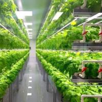 China Department Shipping Container Greenhouse LED Lighting Solution for Vegetable Planting for sale