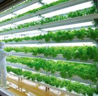 China Department Shipping Container Greenhouse LED Lighting Solution for Vegetable Planting for sale