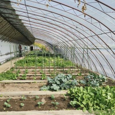 China Flower Planting Sunlight Greenhouse with Steel Structure Double or Single Layer for sale