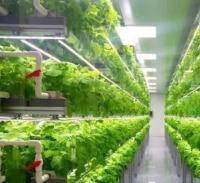 China Greenhouse Hydroponic Vertical Farming Container System in 40FT Container 40HQ Reefer for sale