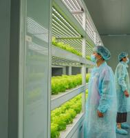 China Greenhouse Hydroponic Vertical Farming Container System in 40FT Container 40HQ Reefer for sale