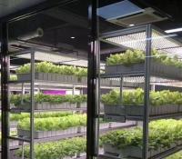 China Greenhouse Hydroponic Vertical Farming Container System in 40FT Container 40HQ Reefer for sale