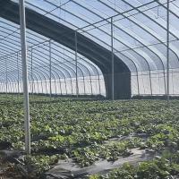 China Sunlight and Automated Irrigation for Aquaponics in Plastic Sheet Covered Greenhouse for sale