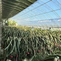 China Sunlight and Automated Irrigation for Aquaponics in Plastic Sheet Covered Greenhouse for sale