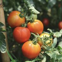 China Sunlight and Automated Irrigation for Aquaponics in Plastic Sheet Covered Greenhouse for sale