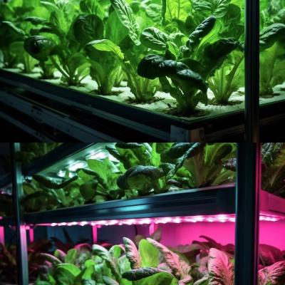 China Intelligent Temperature Control Department Shipping Container Greenhouse for Leafy Veggies for sale