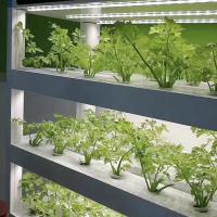 China Intelligent Temperature Control Department Shipping Container Greenhouse for Leafy Veggies for sale