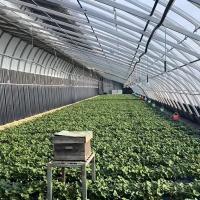 China US Currency Double or Single Layer Vegetable Sunlight Greenhouse System within Budget for sale