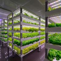 China US 10000/Piece Greenhouse Container Roofing Sheet for Leafy Greens 1 Piece Min.Order for sale