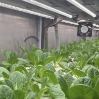 China US 10000/Piece Greenhouse Container Roofing Sheet for Leafy Greens 1 Piece Min.Order for sale