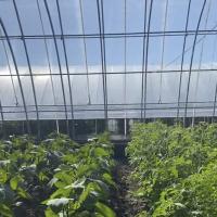 China Vegetable Strawberry Greenhouse Large Size Package Size 50.00cm * 60.00cm * 50.00cm for sale