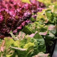 China 18000.000kg Greenhouse for Leafy Veggies Package Gross Weight and Easy Return Refunds for sale