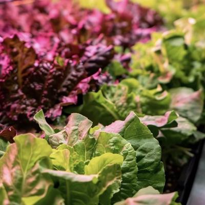 China 18000.000kg Greenhouse for Leafy Veggies Package Gross Weight and Easy Return Refunds for sale