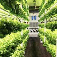 China 18000.000kg Greenhouse for Leafy Veggies Package Gross Weight and Easy Return Refunds for sale
