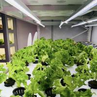 China 18000.000kg Greenhouse for Leafy Veggies Package Gross Weight and Easy Return Refunds for sale