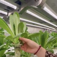 China 18000.000kg Greenhouse for Leafy Veggies Package Gross Weight and Easy Return Refunds for sale