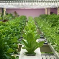 China 18000.000kg Greenhouse for Leafy Veggies Package Gross Weight and Easy Return Refunds for sale