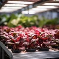 China Large Reefer Container The Perfect Solution for Hydroponic Leafy Vegetable Cultivation for sale