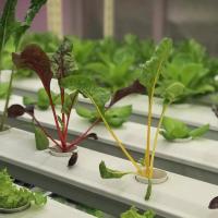 China Greenhouse Roofing Sheet for Vegetables Shipping Cost and Estimated Delivery Time for sale