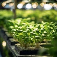 China Greenhouse Roofing Sheet for Vegetables Shipping Cost and Estimated Delivery Time for sale