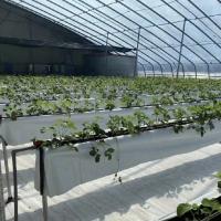China Arched Roof Aquaculture Flower Sunlight Greenhouse System 30-Day Money Back Guarantee for sale