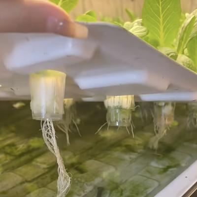 China Roofing Shape Shaped Roof Hydroponic Shipping Container Greenhouse for Vegetables for sale