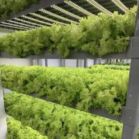 China Hydroponics Cultivation Method Reefer Container Vegetable Greenhouse with Materials for sale