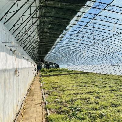China Drip Irrigation Steel Structure Greenhouse for Vegetable and Flower Planting JX-A00227 for sale