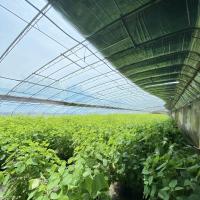 China Drip Irrigation Steel Structure Greenhouse for Vegetable and Flower Planting JX-A00227 for sale