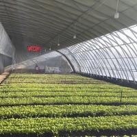 China Drip Irrigation Steel Structure Greenhouse for Vegetable and Flower Planting JX-A00227 for sale