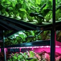 China Steel Container Greenhouse for Vegetable Boost Your Vegetable Production for sale