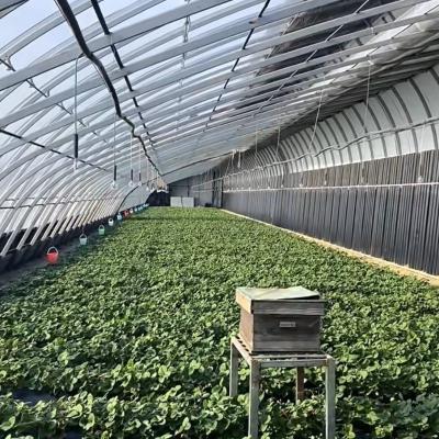 China Multi-Span Aquaponics Hydroponic Growing System for US Currency in Sunlight Greenhouse for sale