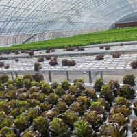 China JX-A00230 Commercial Greenhouse for Sunlight Hydroponic Strawberry Flower Greenhouse for sale